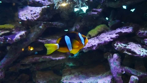 Cute Little Fish Stock Videos – Royalty-Free HD & 4K Videos