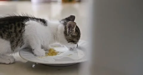 Cute Little Tabby Kitten Eating From Pla... | Stock Video | Pond5