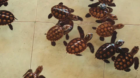 Cute little turtles swimming in a beige ... | Stock Video | Pond5