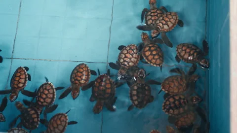 Cute little turtles swimming in a blue t... | Stock Video | Pond5