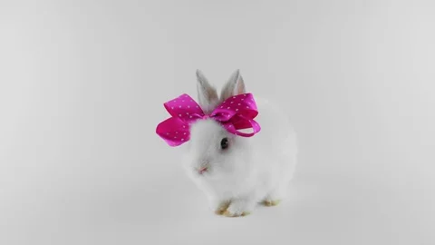 Cute Bunny Bow Stock Videos – Royalty-Free HD & 4K Videos