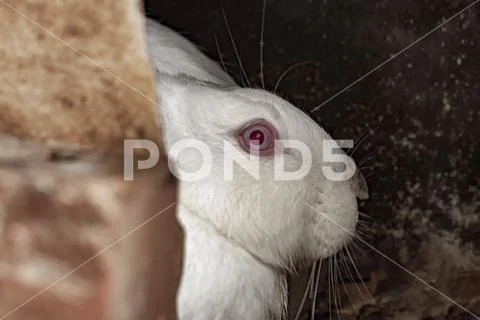 A cute little white rabbit with red eyes. Large portrait Stock Image ...