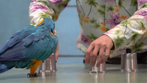 Cute macaw parrot is able to choose corr... | Stock Video | Pond5