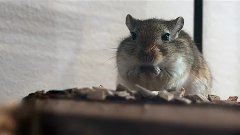 Cute Mongolian gerbil desert rat rodent ... | Stock Video | Pond5