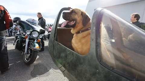 Sharley Dog Stock Videos – Royalty-Free HD & 4K Videos