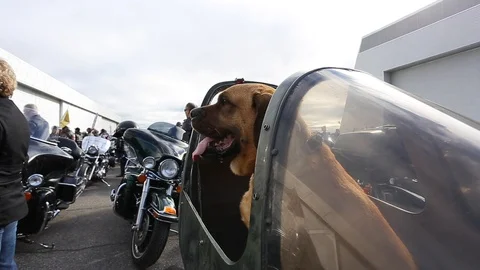 cute motorcycle dog sitting in special s... | Stock Video | Pond5