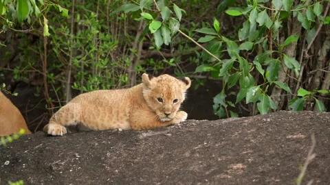 cute new born lion cub with lioness. new... | Stock Video | Pond5