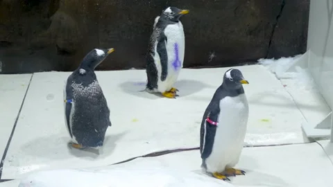 Hair Stage Stock Videos – Royalty-Free HD & 4K Videos | Pond5