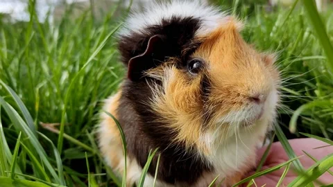 Grazed Hand Stock Footage ~ Royalty Free Stock Videos | Pond5