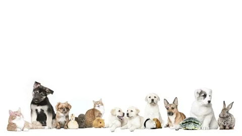 Pets White Background Stock Videos – Royalty-Free HD & 4K Videos