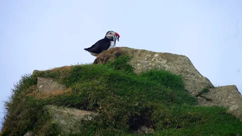 Cute Puffin over a rock with fish in its... | Stock Video | Pond5