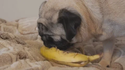 Banana Dog Stock Videos – Royalty-Free HD & 4K Videos | Pond5