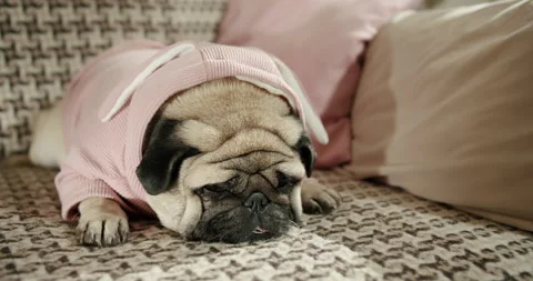 Cute pug dog face. Sweet pug dressed in ... | Stock Video | Pond5