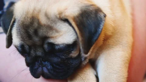 Frown Dog Stock Videos – Royalty-Free HD & 4K Videos | Pond5