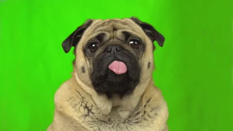 Cute pug dog. Green screen. Portrait clo... | Stock Video | Pond5