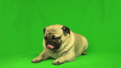 Cute pug dog. Green screen. Portrait. Ly... | Stock Video | Pond5