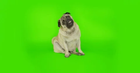 Cute pug dog. Green screen. Portrait. Si... | Stock Video | Pond5