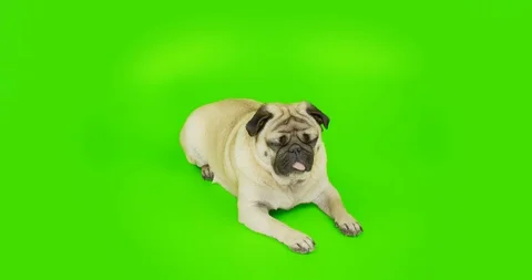 Cute pug dog. Green screen. Portrait. Ly... | Stock Video | Pond5