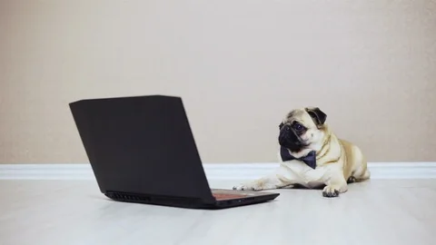 A cute pug dog looks at the screen of a ... | Stock Video | Pond5
