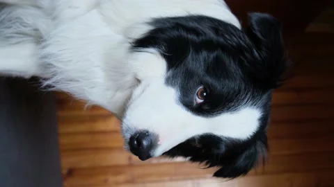 Cute puppy dog border collie lying down ... | Stock Video | Pond5