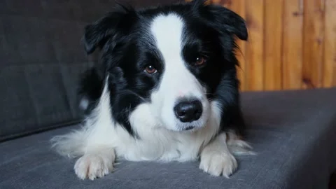 Cute puppy dog border collie lying down ... | Stock Video | Pond5