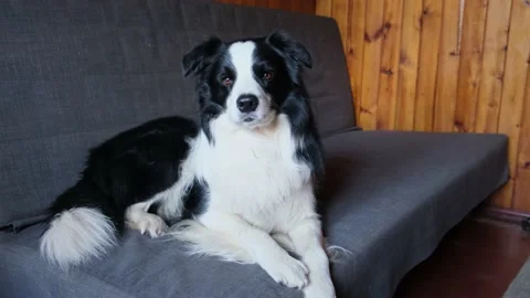Cute puppy dog border collie lying down ... | Stock Video | Pond5