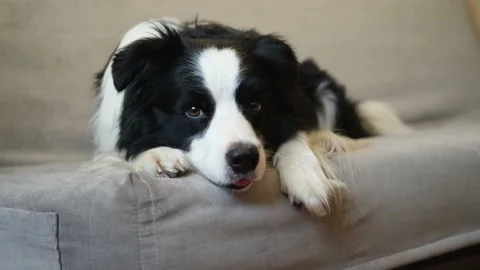 Cute puppy dog border collie lying down ... | Stock Video | Pond5