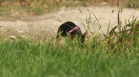 Playing 18 Stock Videos – Royalty-Free HD & 4K Videos | Pond5