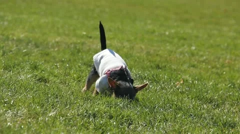 Playing 18 Stock Videos – Royalty-Free HD & 4K Videos | Pond5