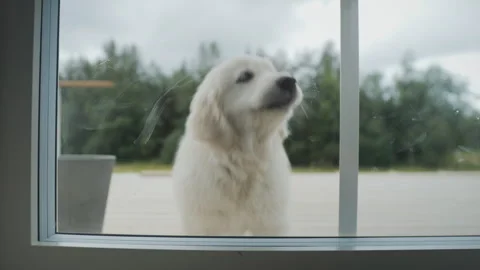 A cute puppy jumping and pushing at a wi... | Stock Video | Pond5