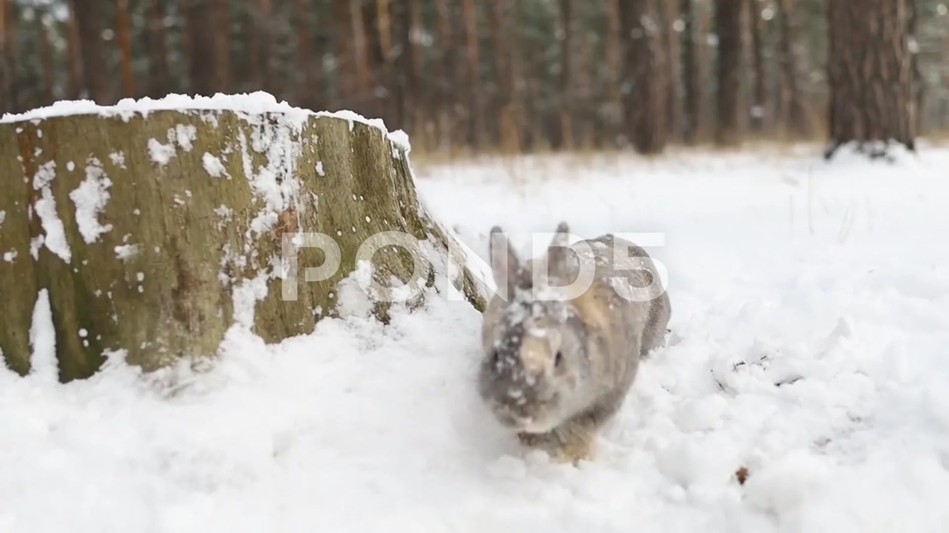 Brown Rabbit In Snow