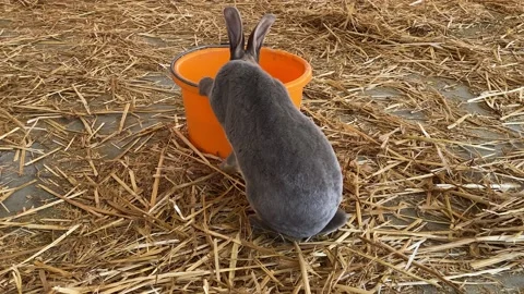 Cute rabbit looking into the bucket, 4K | Stock Video | Pond5