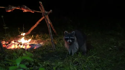 Raccoon At Night Stock Video Footage | Royalty Free Raccoon At Night ...