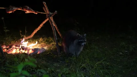 Raccoon At Night Stock Video Footage | Royalty Free Raccoon At Night ...