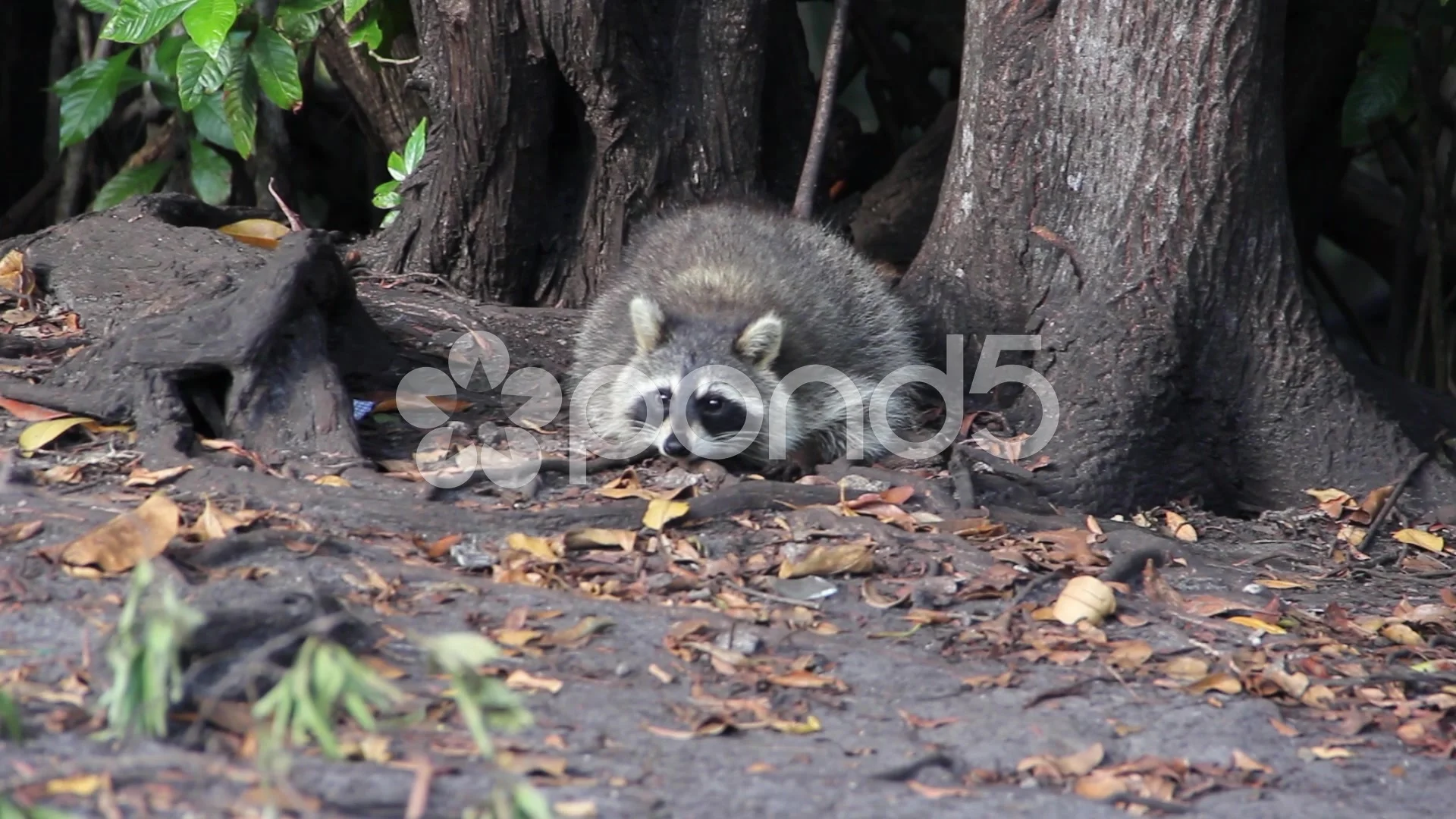 Ohio Racoon Forest Wallpaper