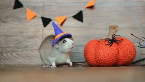 cute rat wearing a witch's hat sits on a... | Stock Video | Pond5