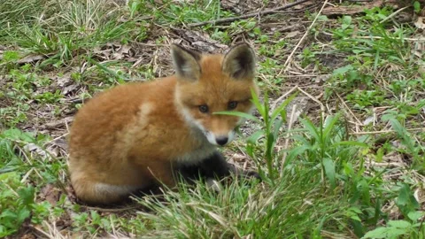 Cute red fox cub stands in the grass and... | Stock Video | Pond5