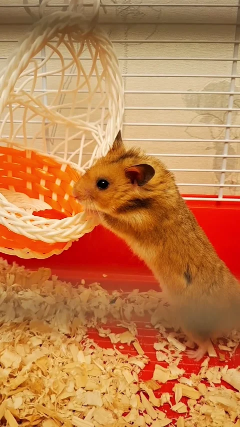 Cute red hamster, standing on its hind l... | Stock Video | Pond5