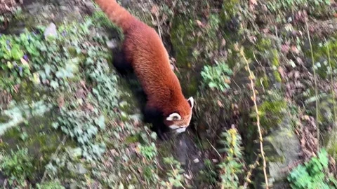 Touch Wildlife Video Stock Videos – Royalty-Free HD & 4K Videos