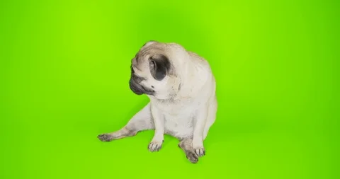Cute sad upset pug dog sitting in funny ... | Stock Video | Pond5