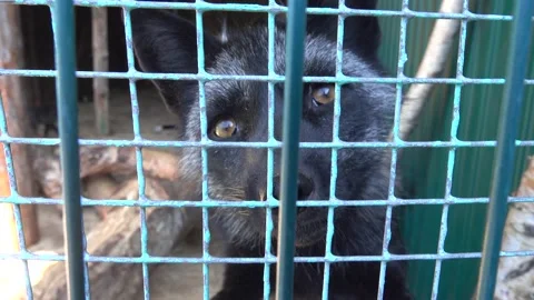 Cute silver fox face in cage | Stock Video | Pond5