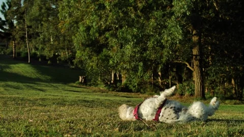 A cute small dog enjoys a back rub on th... | Stock Video | Pond5