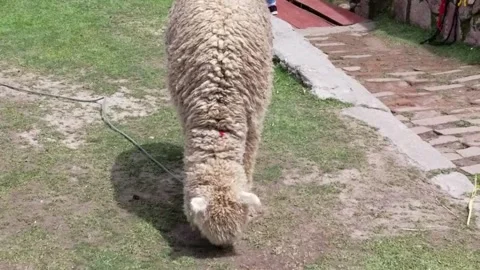 A Cute Small White Lama Grazing On Grass... | Stock Video | Pond5