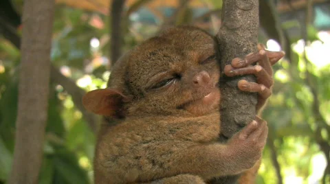 Tarsier Stock Videos – Royalty-Free HD & 4K Videos