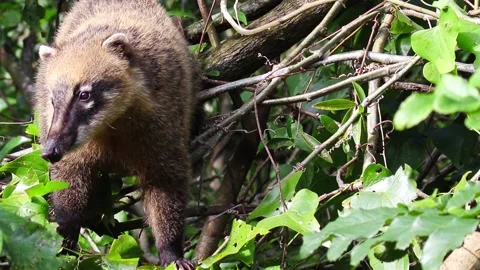 Cute South American Coati - (nasua) in a... | Stock Video | Pond5