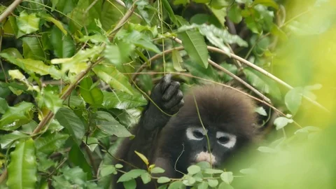 Golden Headed Langur Stock Videos – Royalty-Free HD & 4K Videos | Pond5