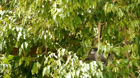 Golden Headed Langur Stock Videos – Royalty-Free HD & 4K Videos | Pond5