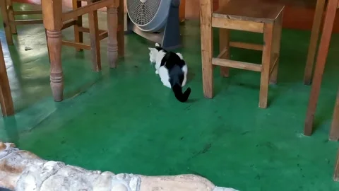 Cockroach Cute Stock Videos – Royalty-Free HD & 4K Videos