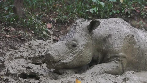 Cute Sumatran rhinoceros in the mud bath | Stock Video | Pond5