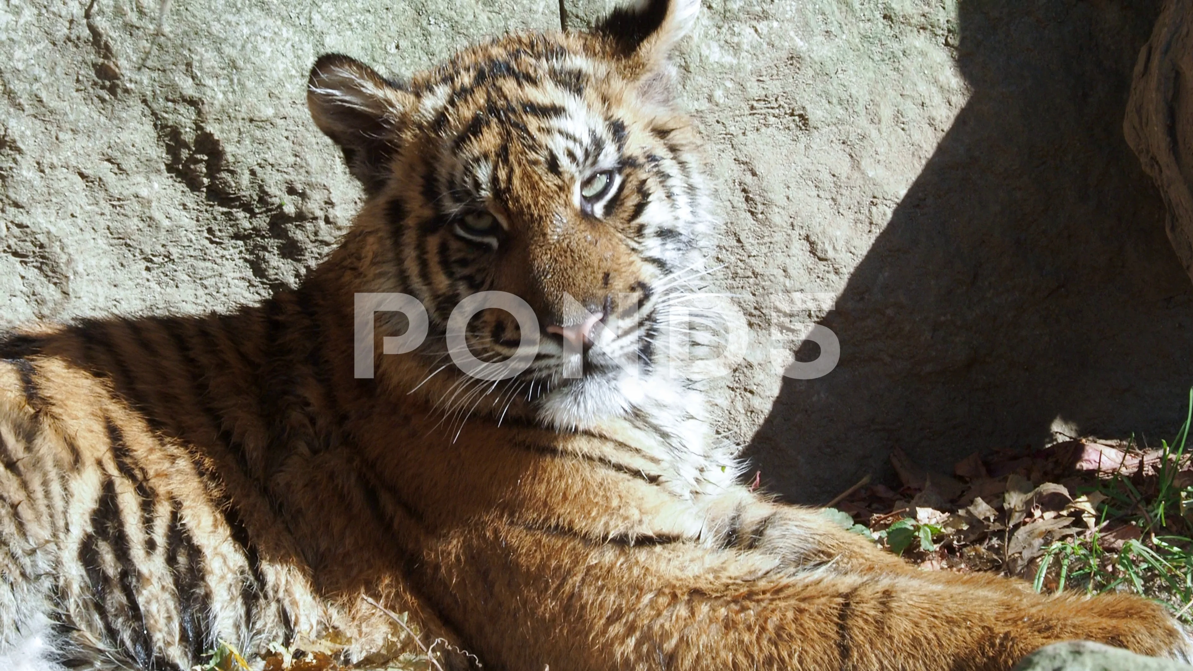 South Korean National Animal